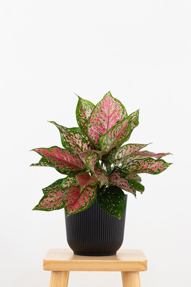 Aglaonema Ruby Ray | United Nursery