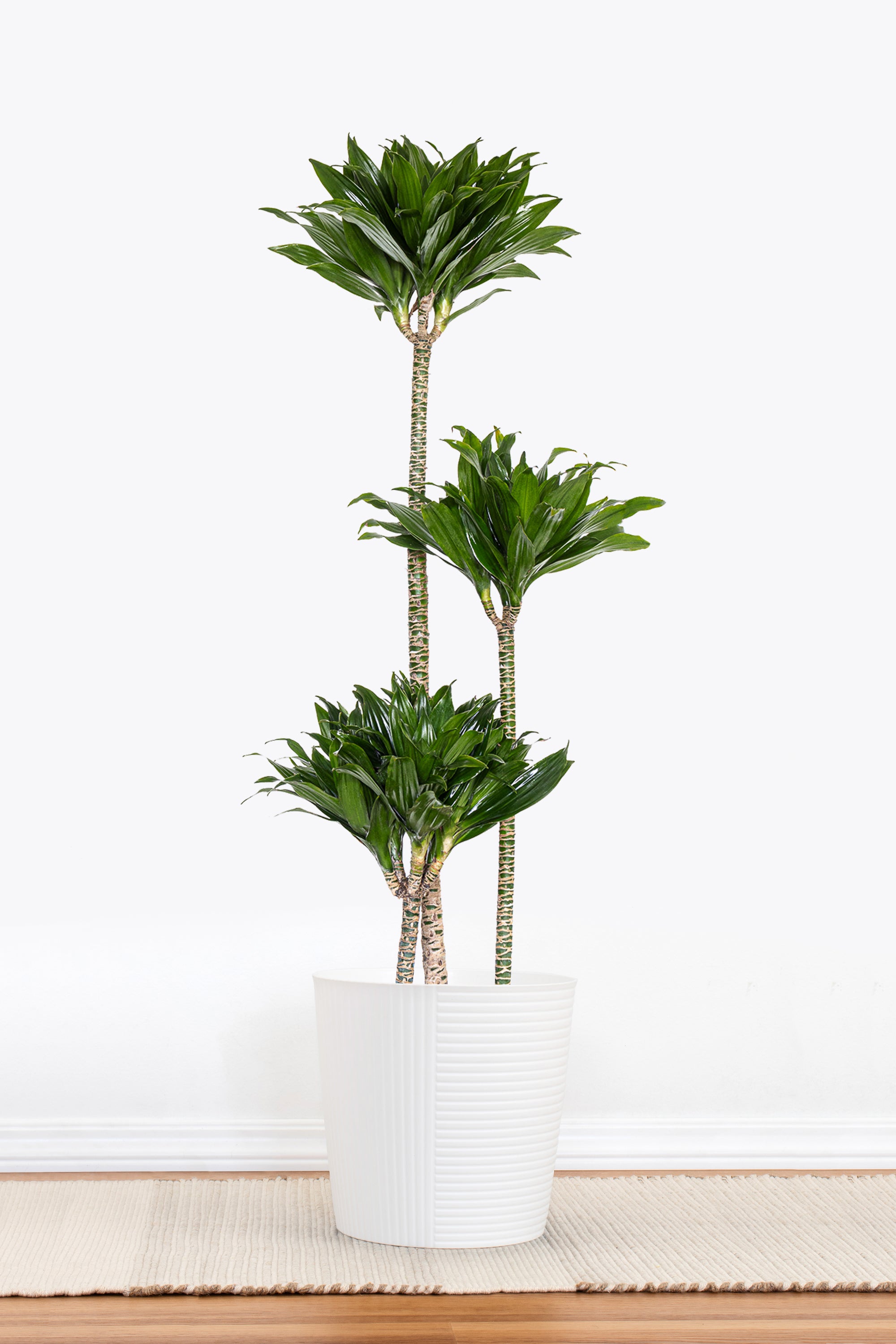 Dracaena Janet Craig Compacta | United Nursery