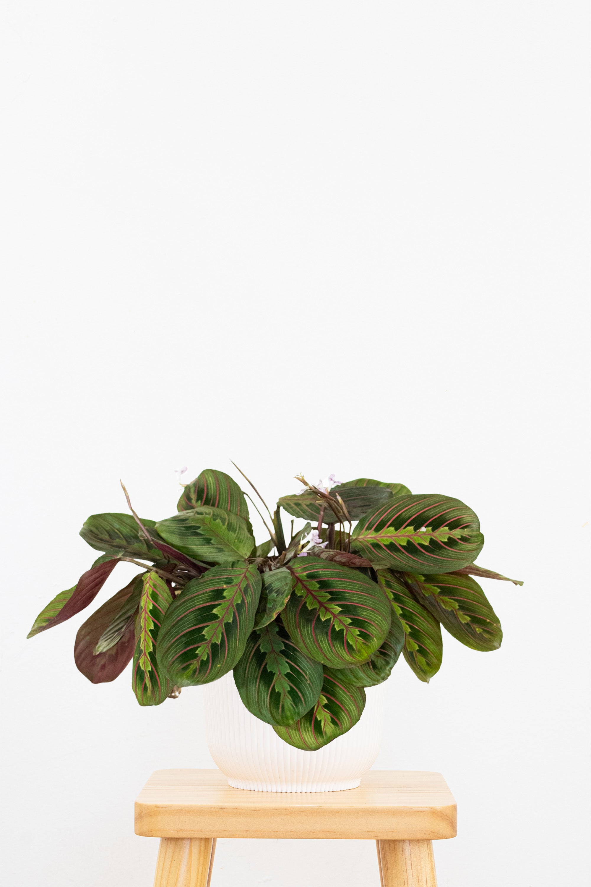 Maranta Red Prayer Plant in 6 inch Decor Pot | United Nursery