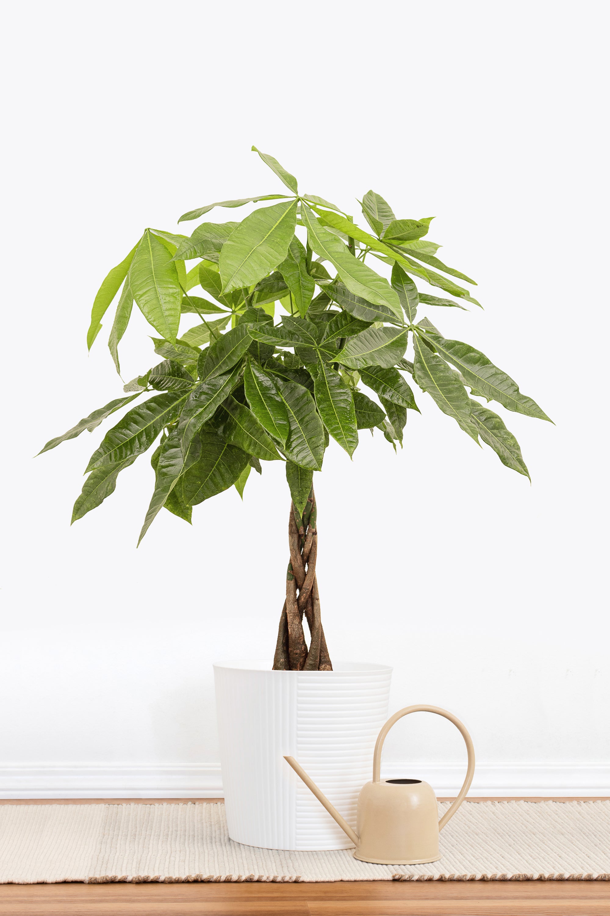 Braided Money Tree, Plant in 10 Inches Decor Pot | United Nursery