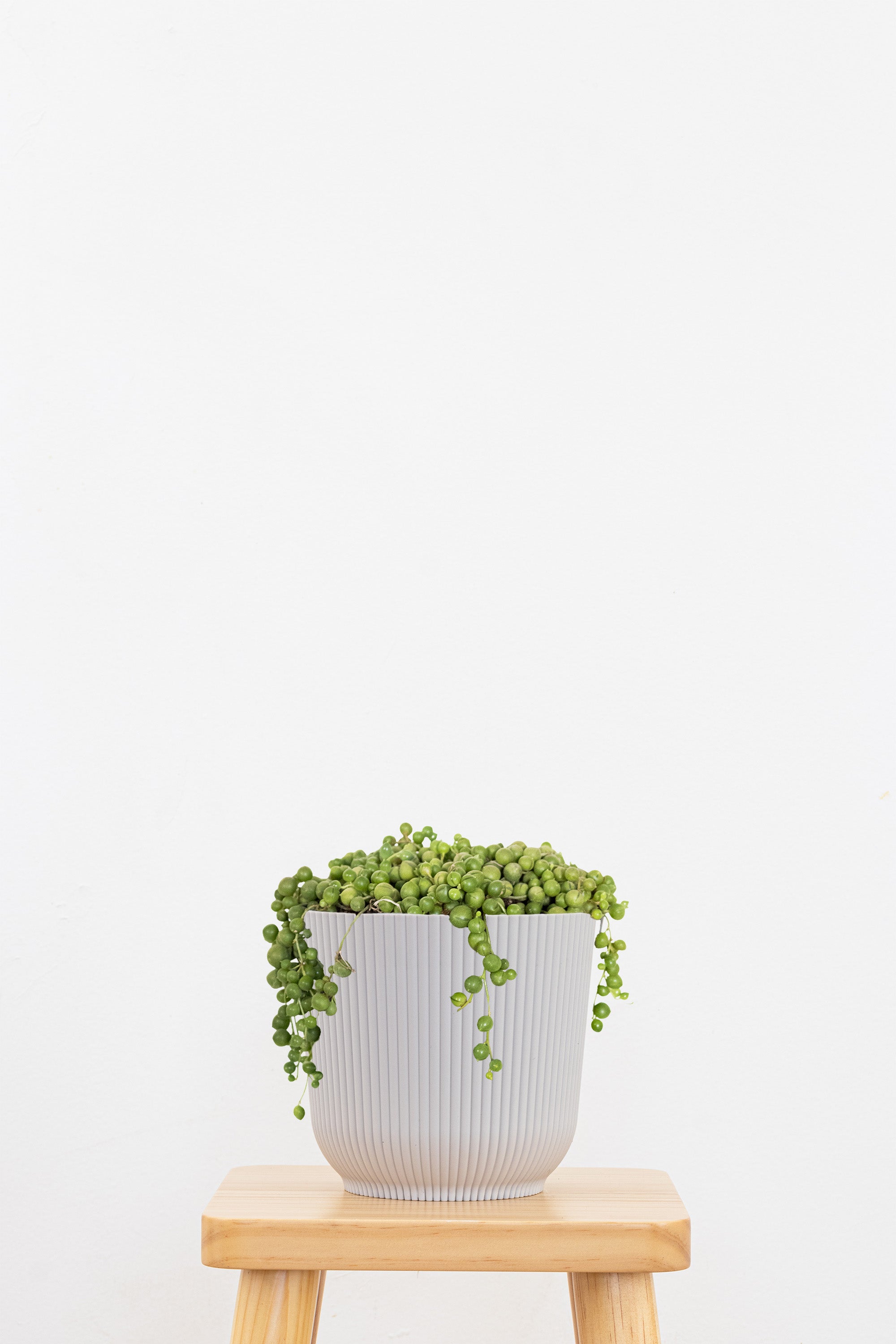 String of Pearls Succulent Plant in 6-inch Decor Pot | United Nursery