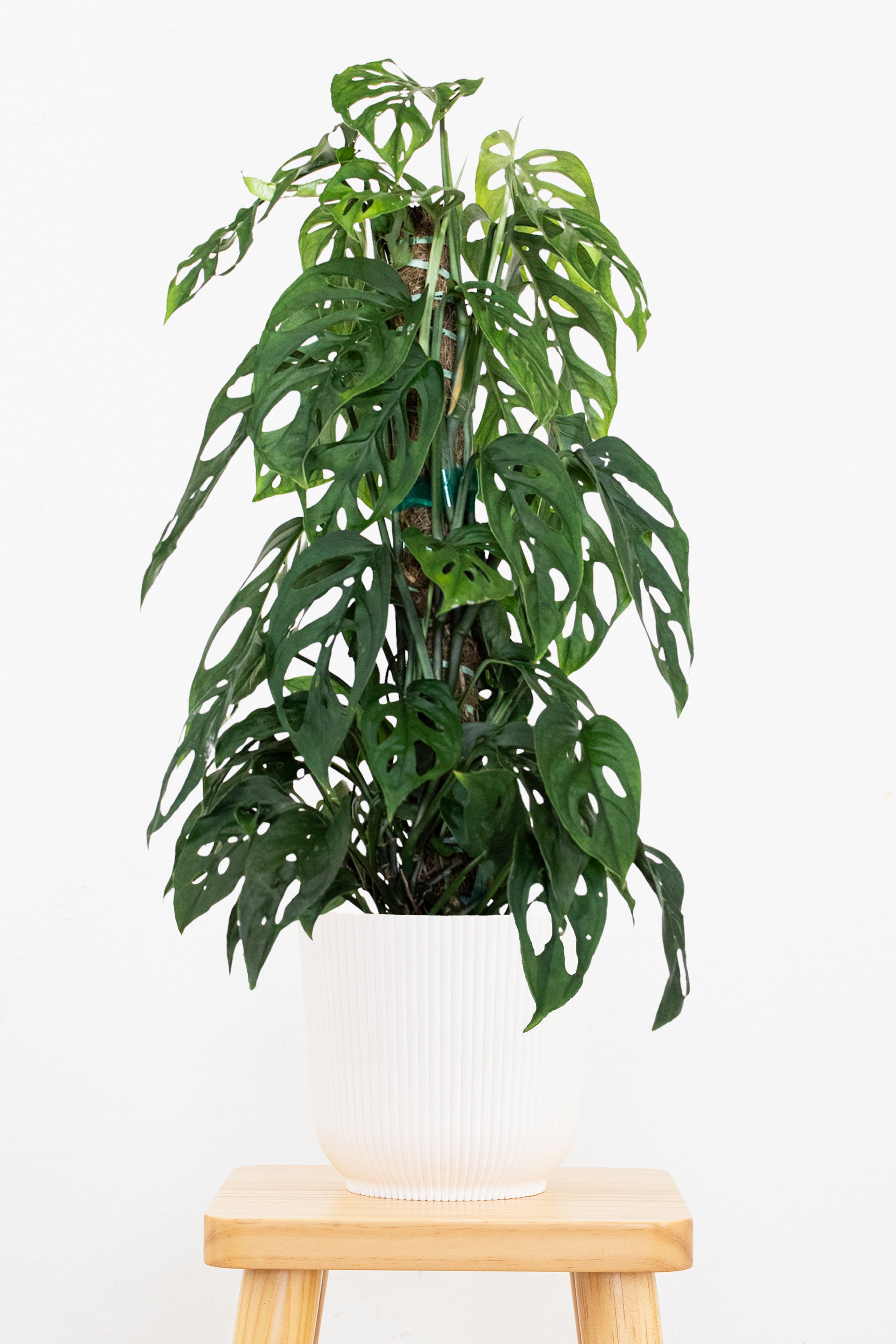 Swiss Cheese Monstera Totem Plant in 6 in Decor Pot | United Nursery